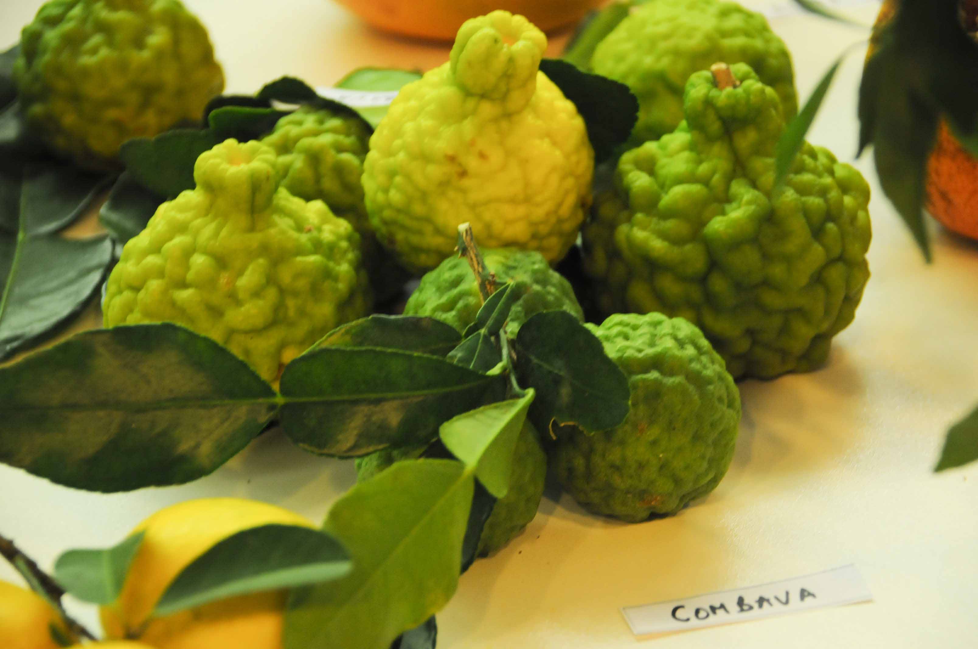 Les Agrumes Bachès à Ferrandi