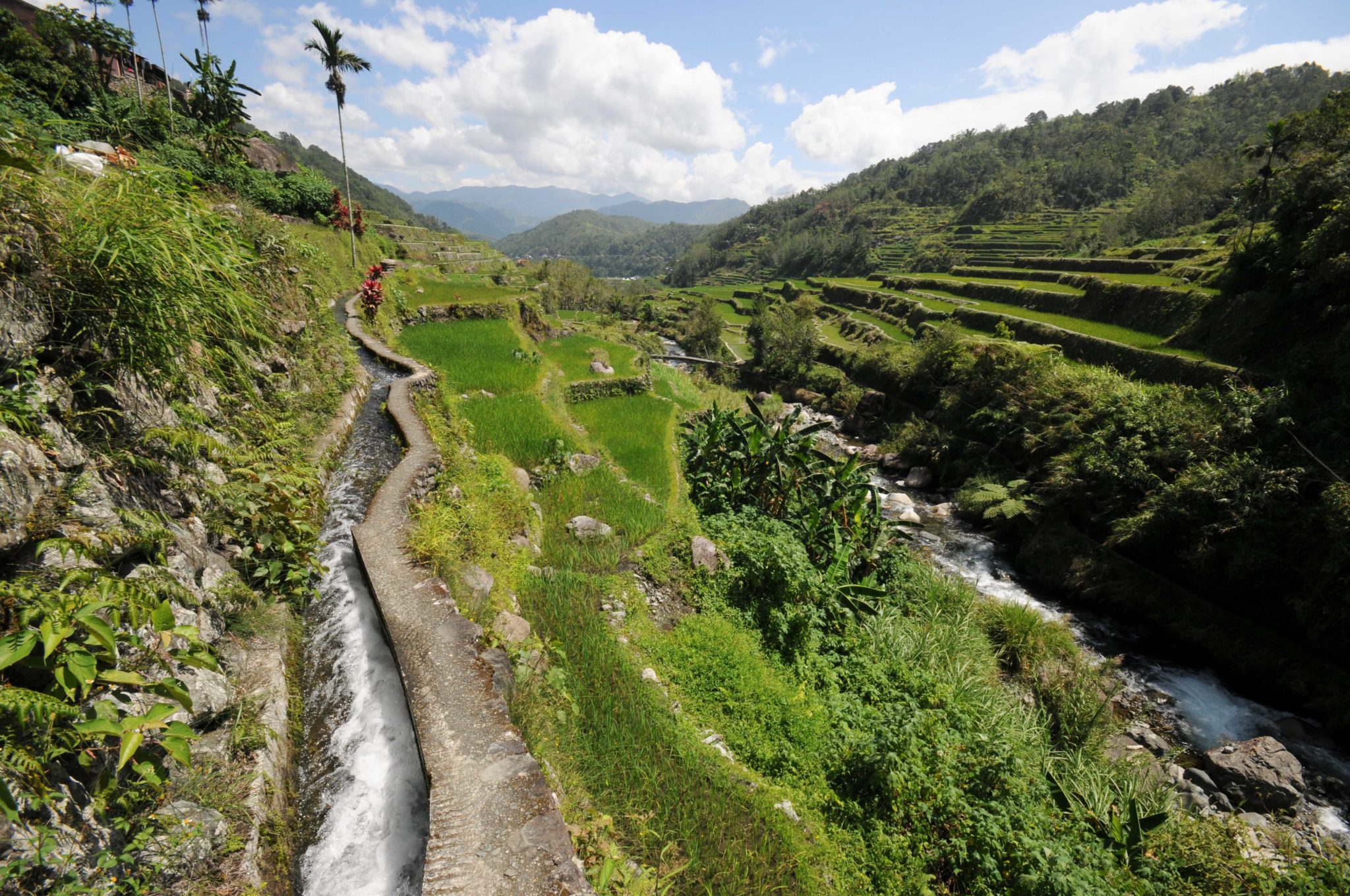 La culture du riz... De la rizière à l'assiette!
