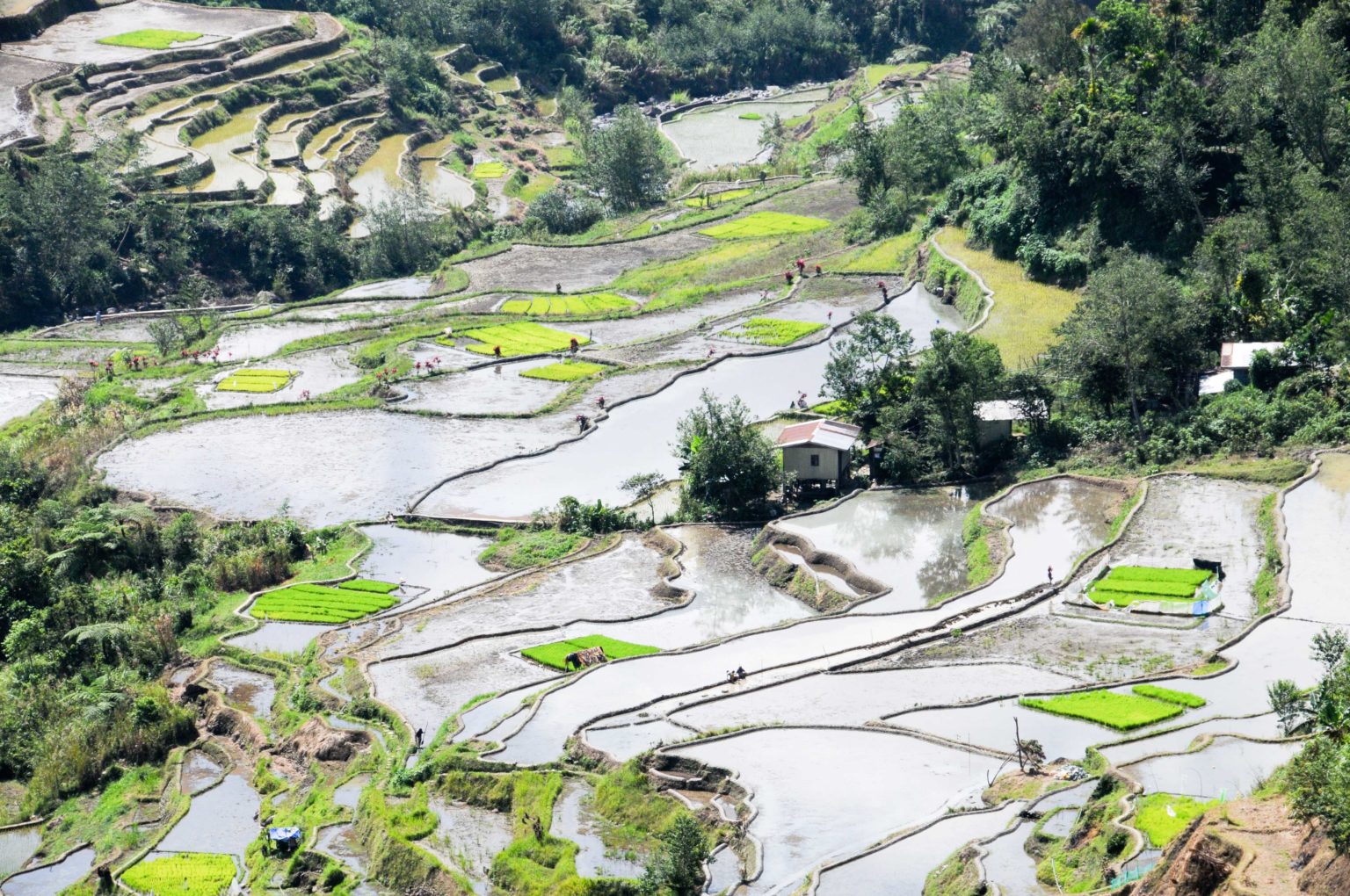 La culture du riz... De la rizière à l'assiette!