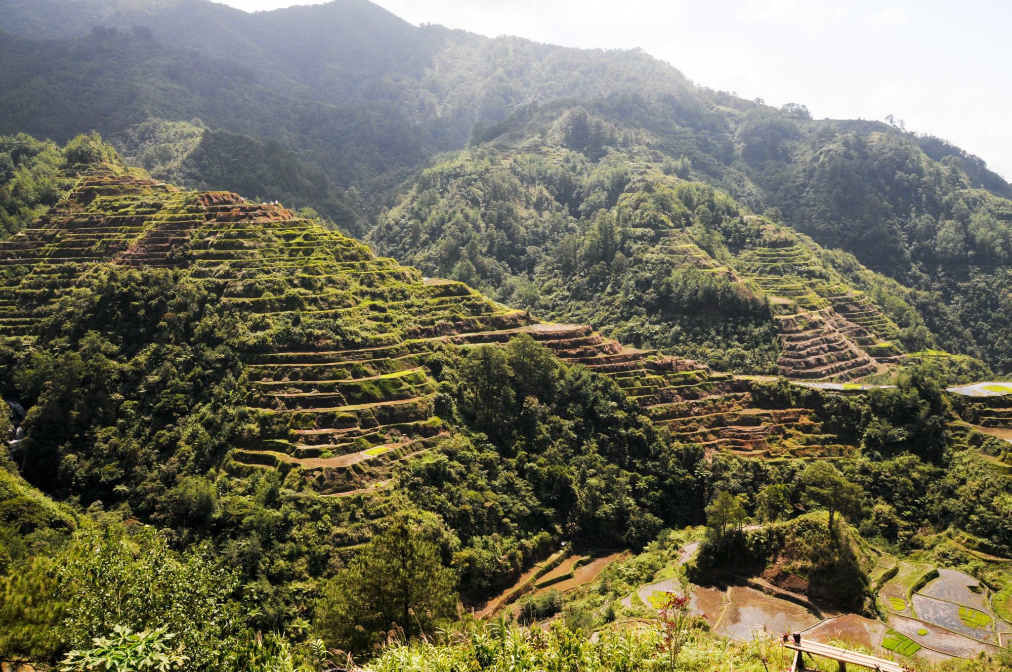 La culture du riz… De la rizière à l’assiette! - Assiettes Gourmandes
