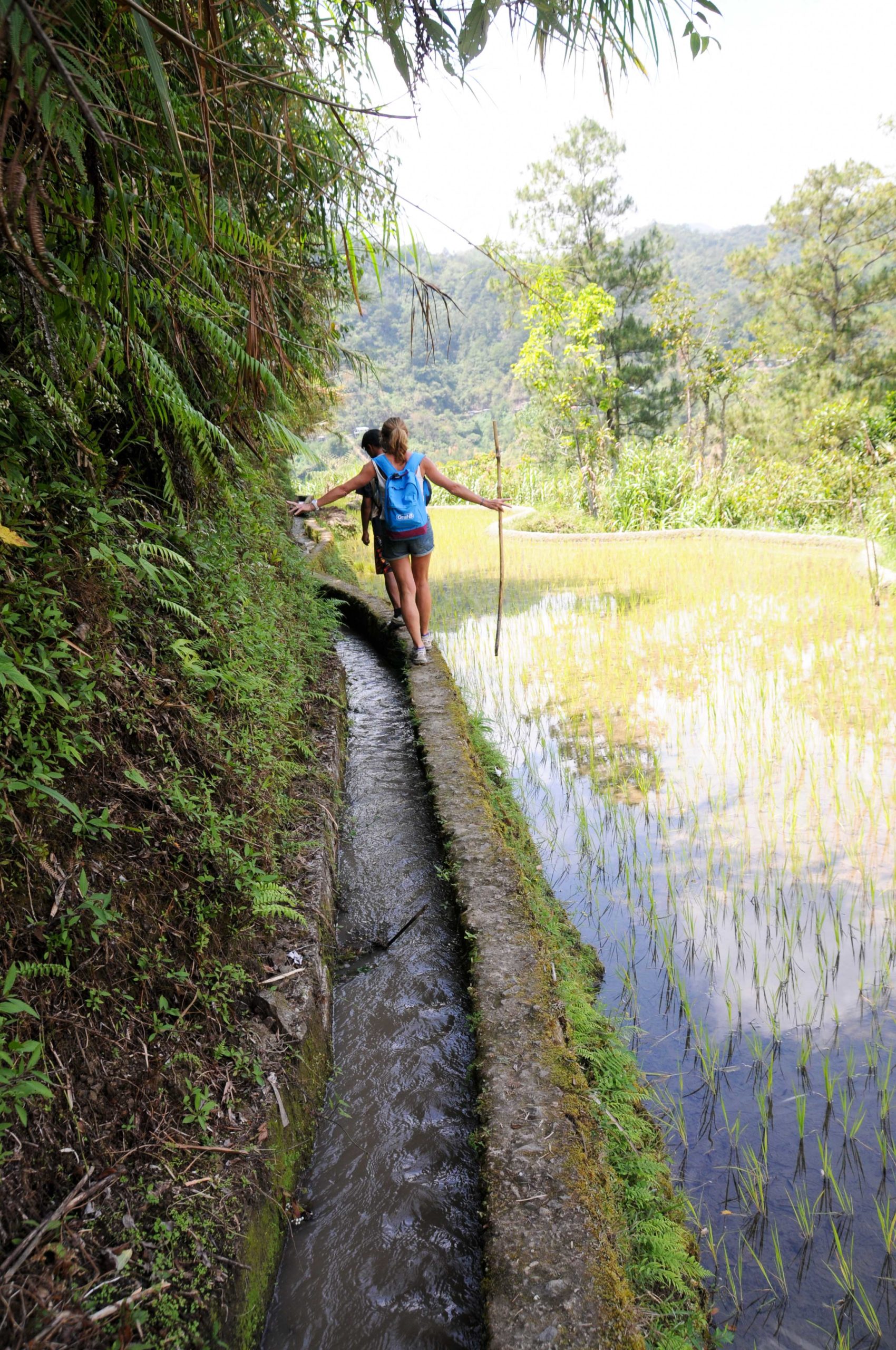 La culture du riz... De la rizière à l'assiette!