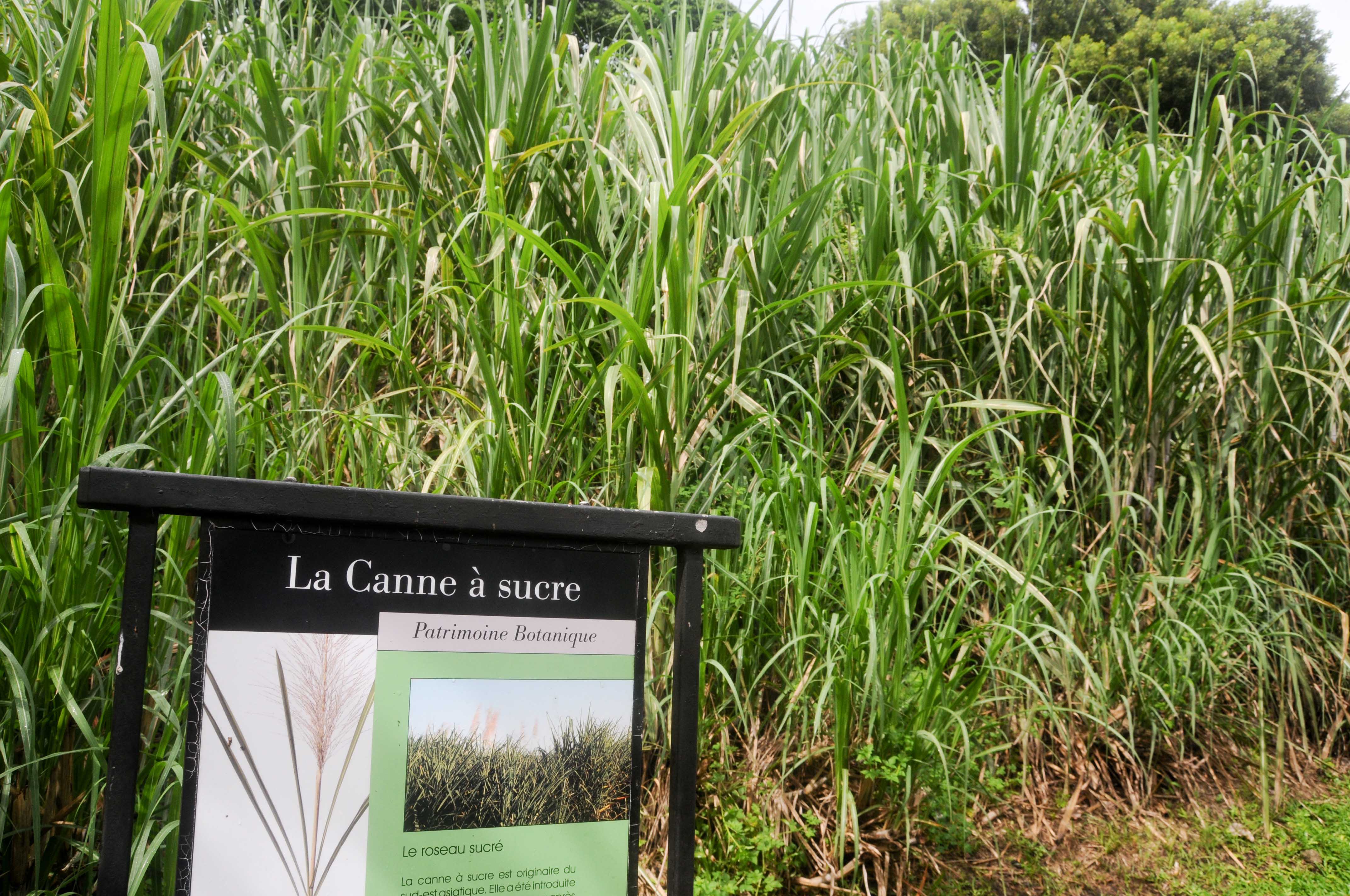 Visite de l'Habitation Clément lors du Martinique Chefs Festival