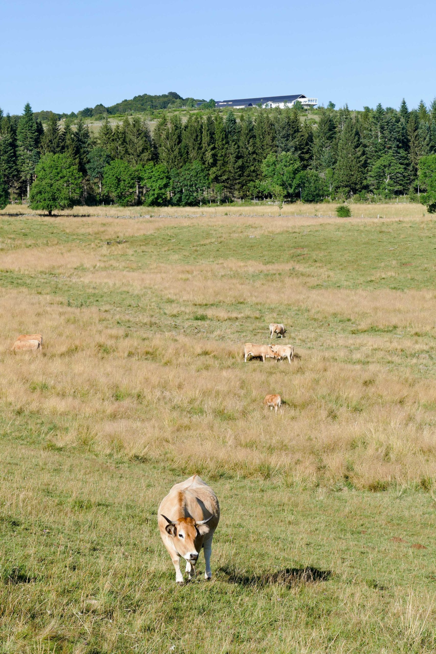 Dîner chez Sébastien Bras, restaurant Le Suquet, Laguiole