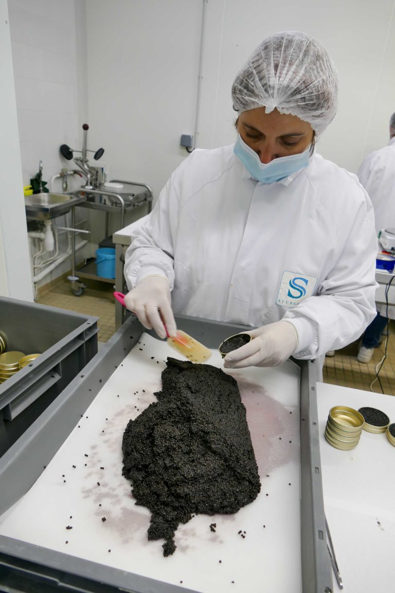 Sturia, leader du Caviar d’Aquitaine, toutes les étapes de la ...