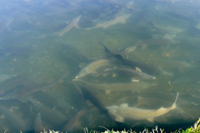 Sturia, leader du Caviar d’Aquitaine, toutes les étapes de la fabrication