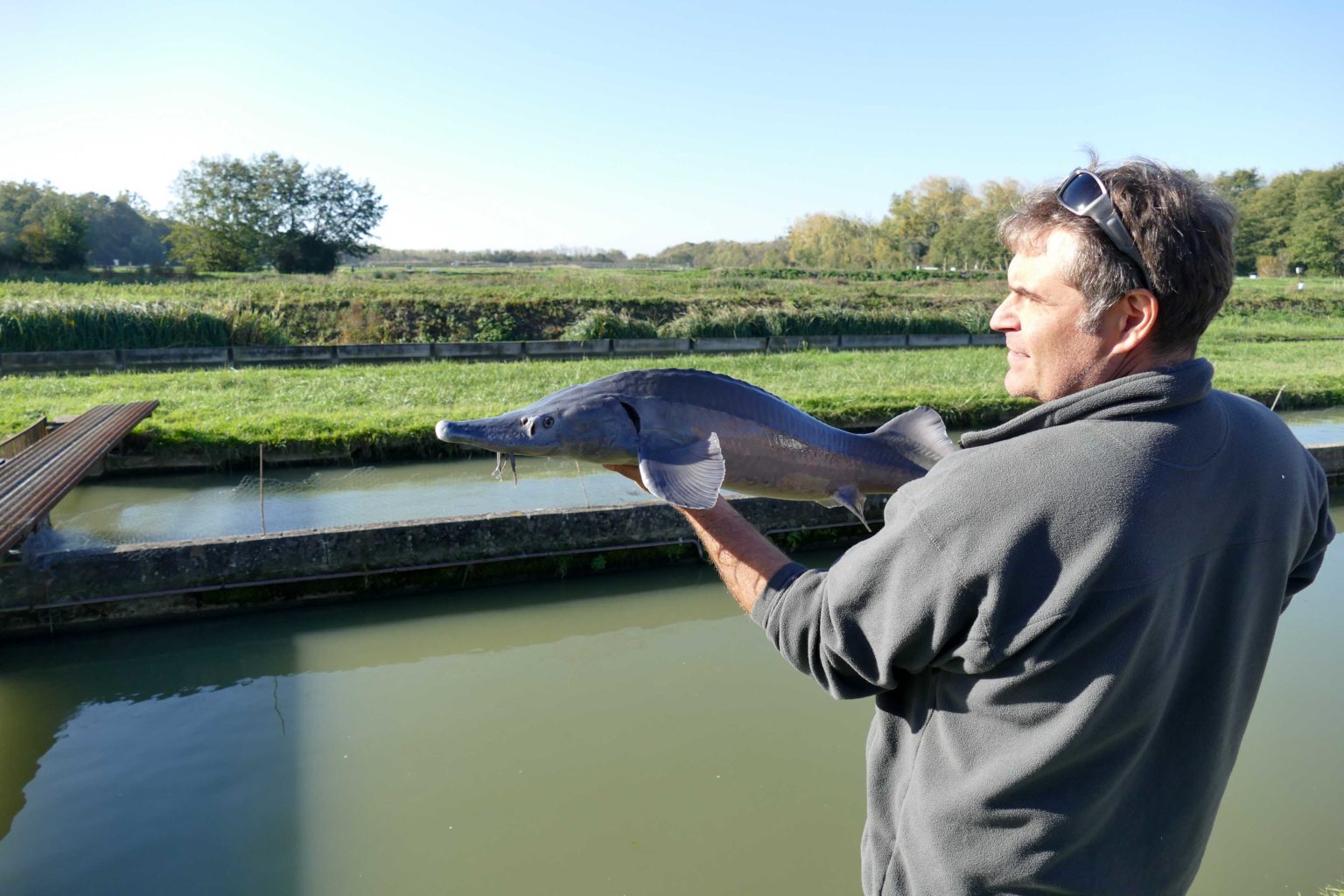Sturia, leader du Caviar d’Aquitaine, toutes les étapes de la fabrication