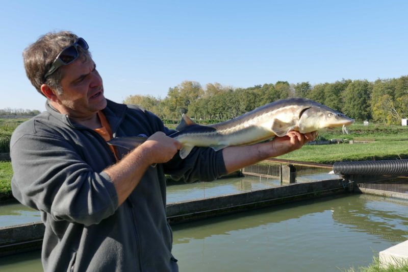 Sturia, leader du Caviar d’Aquitaine, toutes les étapes de la fabrication