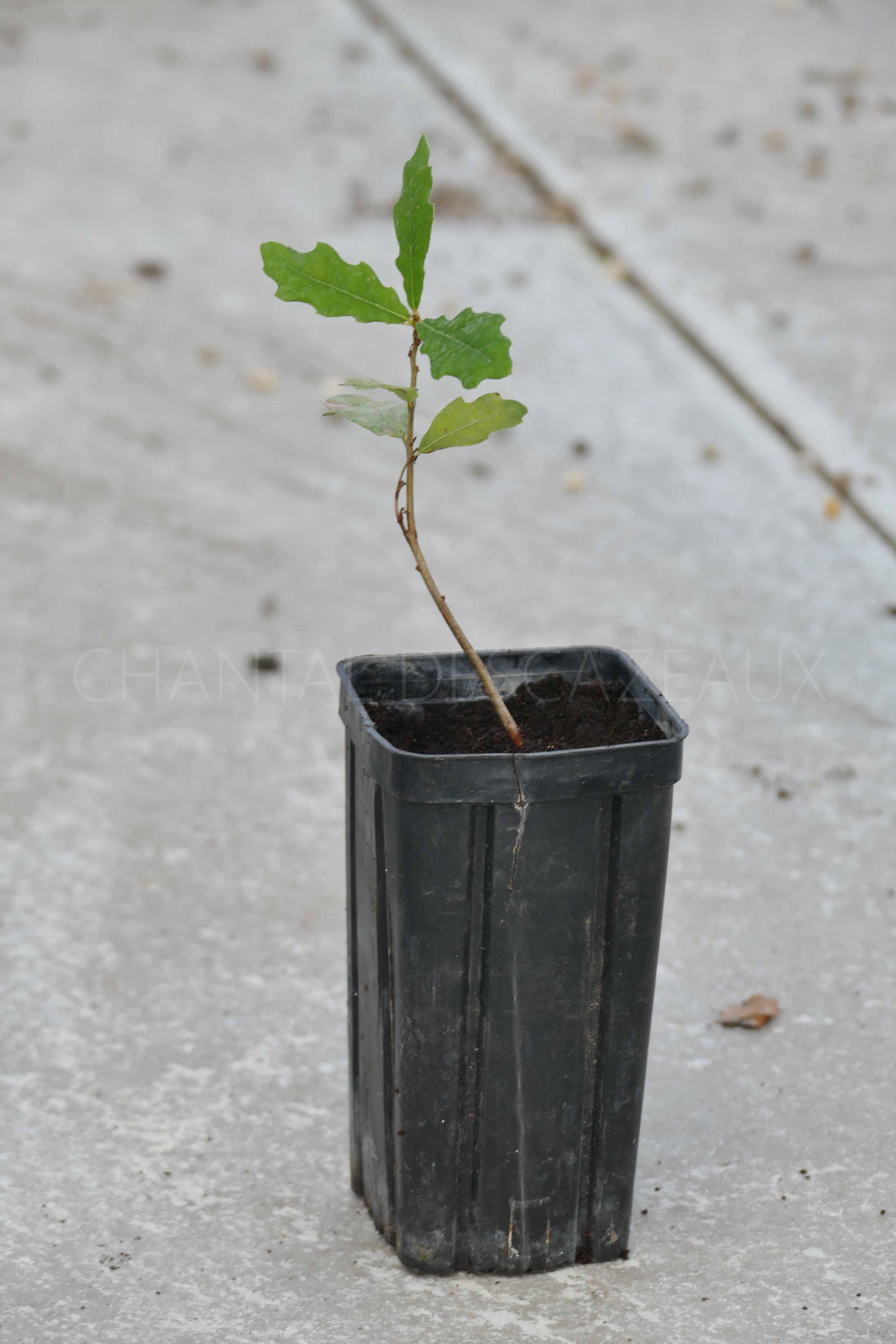 Adopter un chêne truffier et bénéficier de sa production