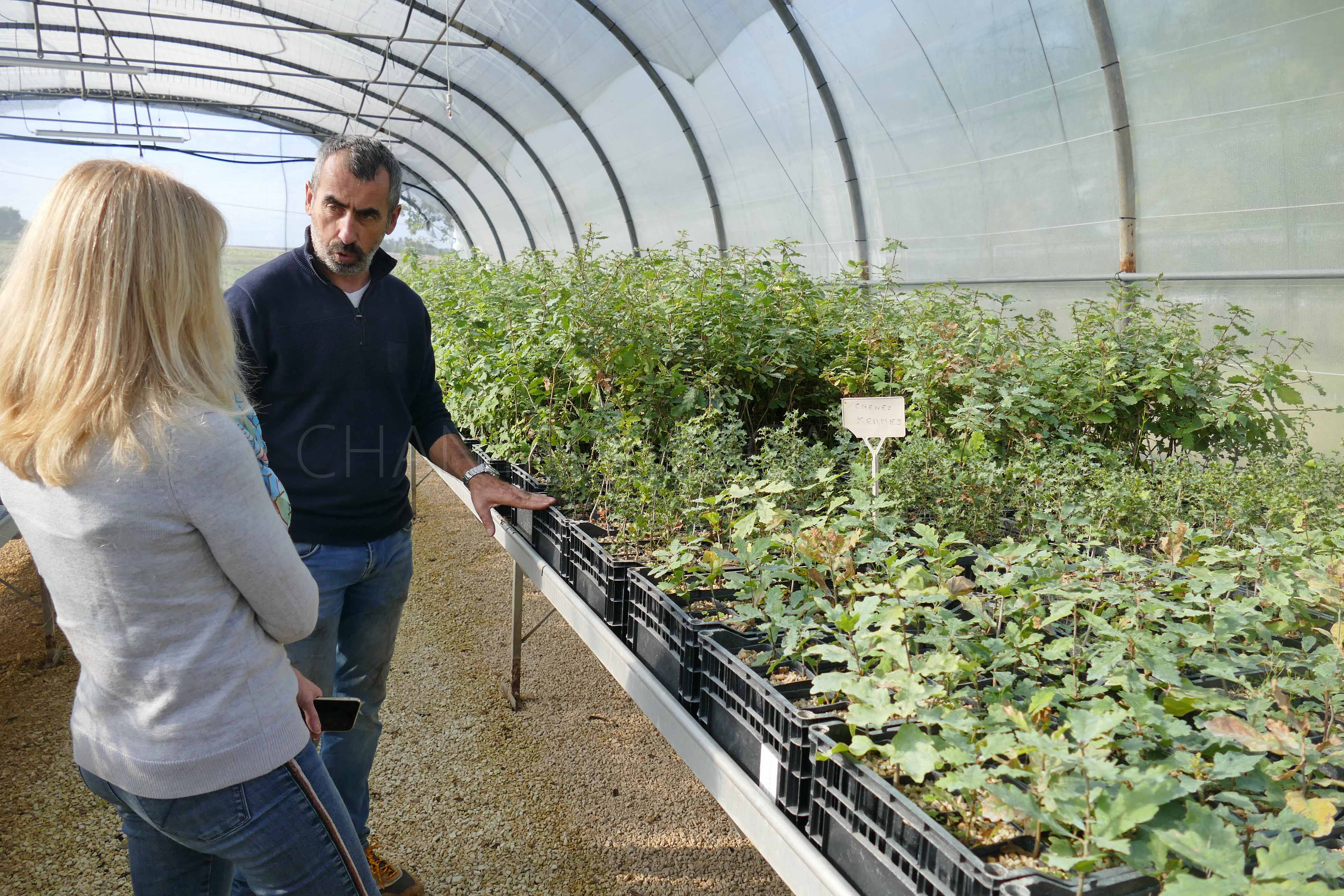 Adopter un chêne truffier et bénéficier de sa production