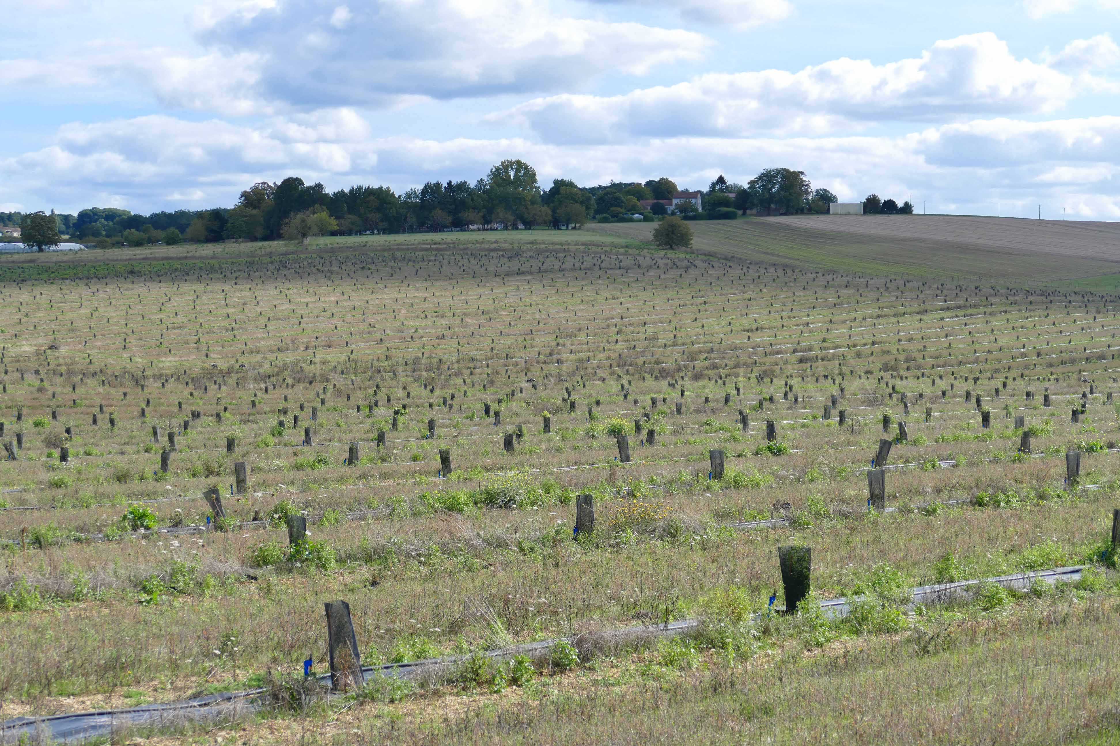 Adopter un chêne truffier et bénéficier de sa production