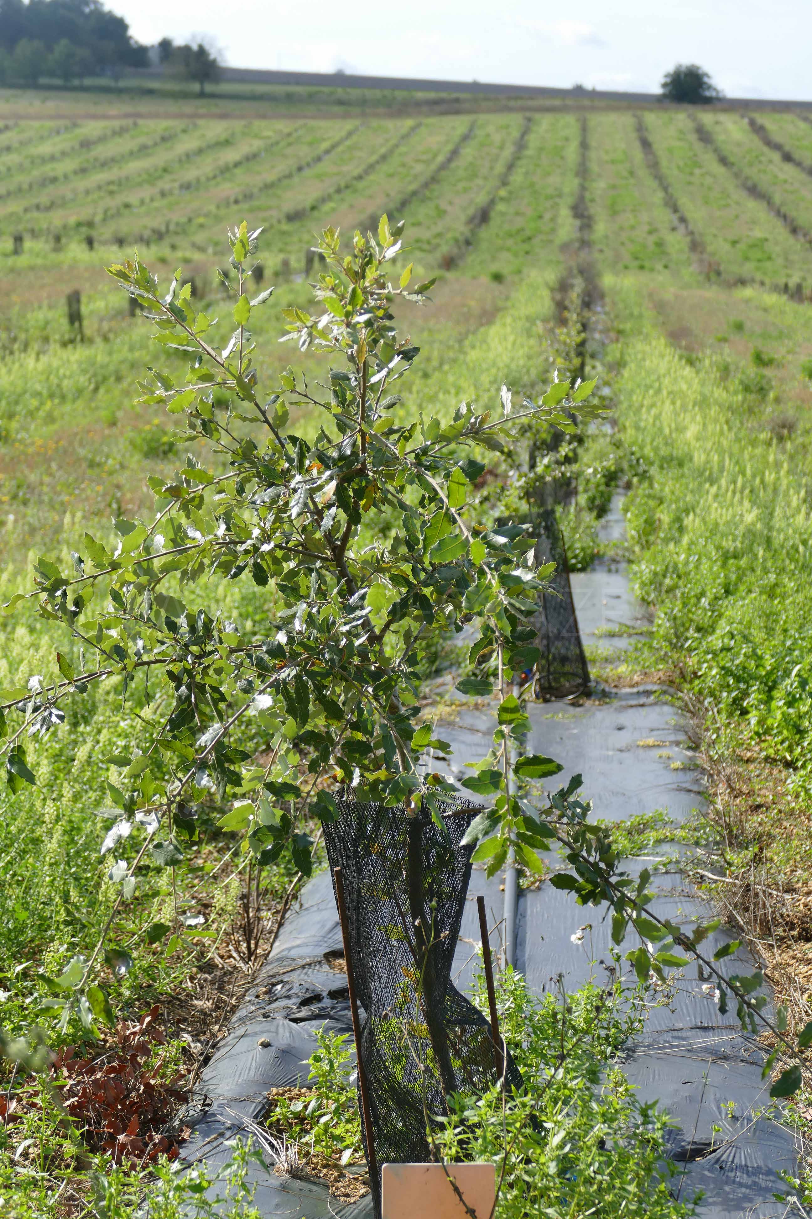Adopter un chêne truffier et bénéficier de sa production